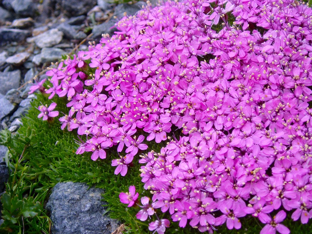 Alpine flowers in Britain - beautiful journeys