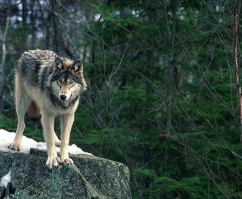 Are wolves coming back to Scotland? - Climb it Range