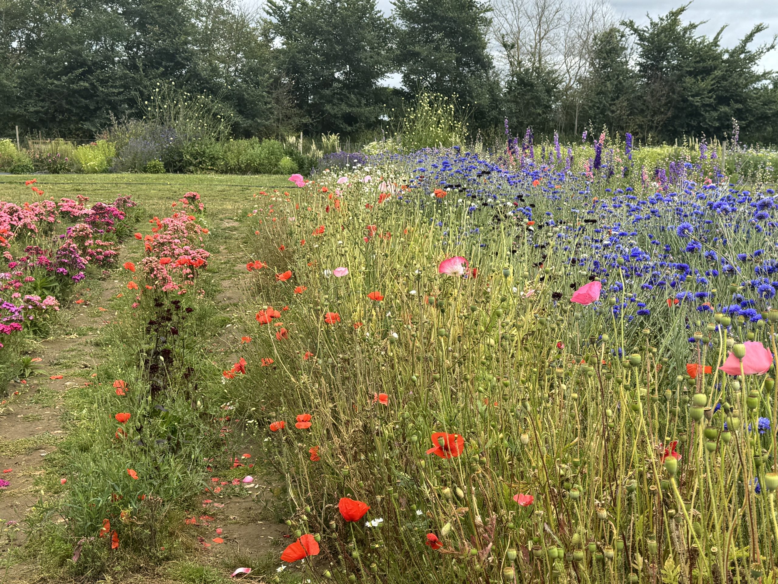 The Southwold Flower Farm - beautiful journeys